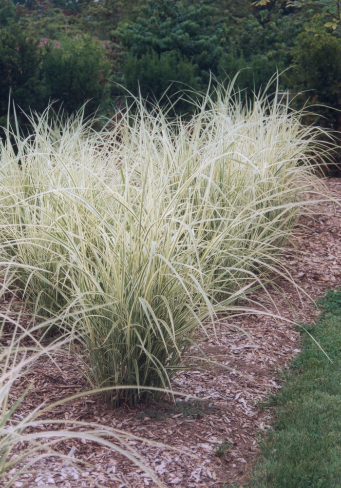 Miscanthus Sinensis Variegatus Maiden Grass Winding Creek Nursery